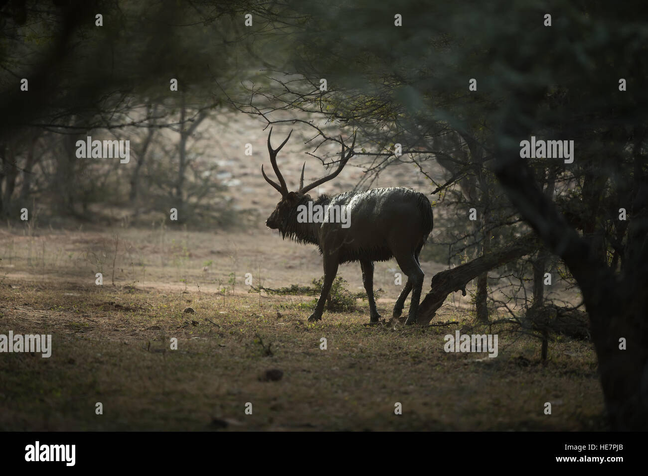 Huge Male Sambar Deer (Rusa Unicolor) with big horn watching with mud ...