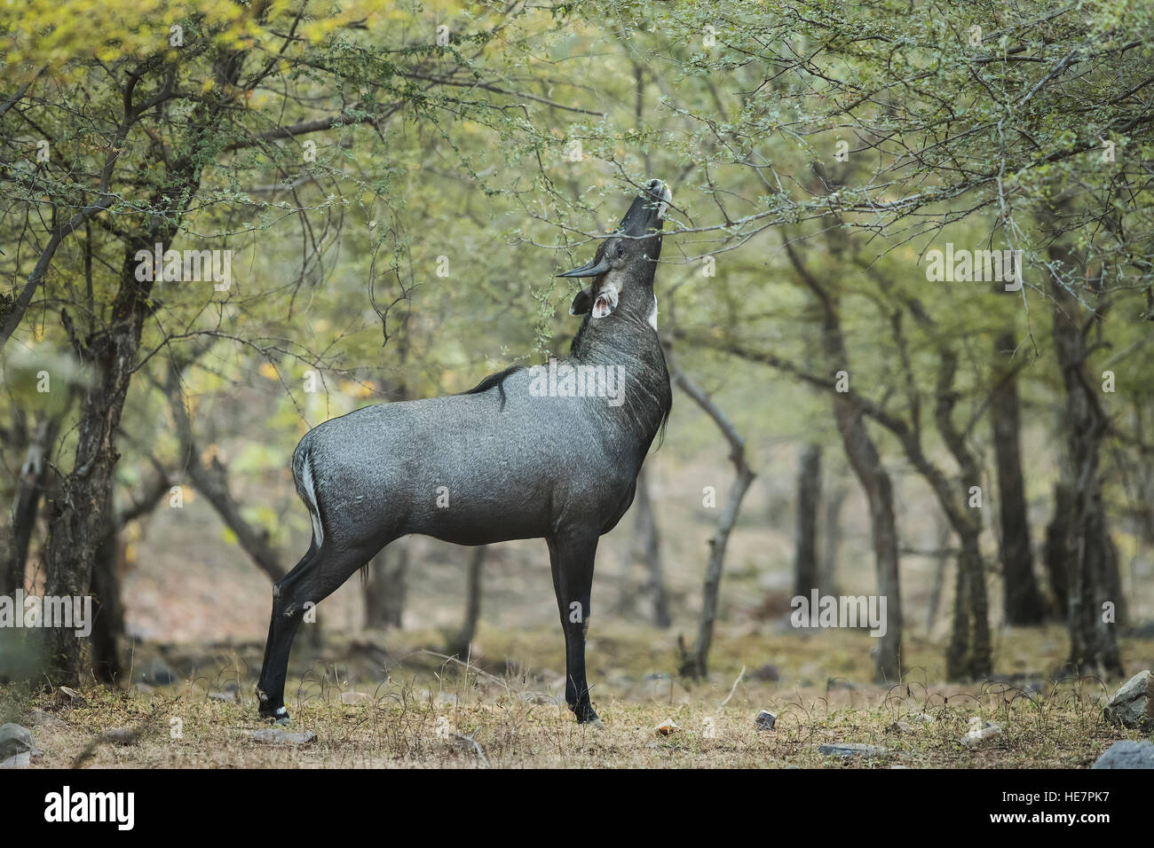 The nilgai or blue bull is the largest Asian antelope in the natural ...