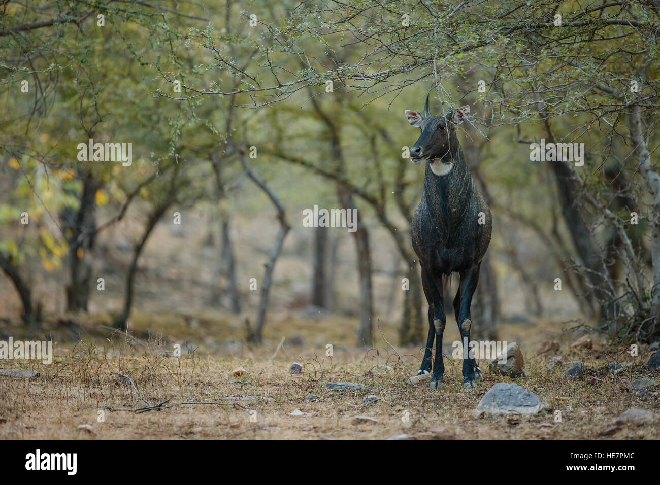 The nilgai or blue bull is the largest Asian antelope in the natural ...