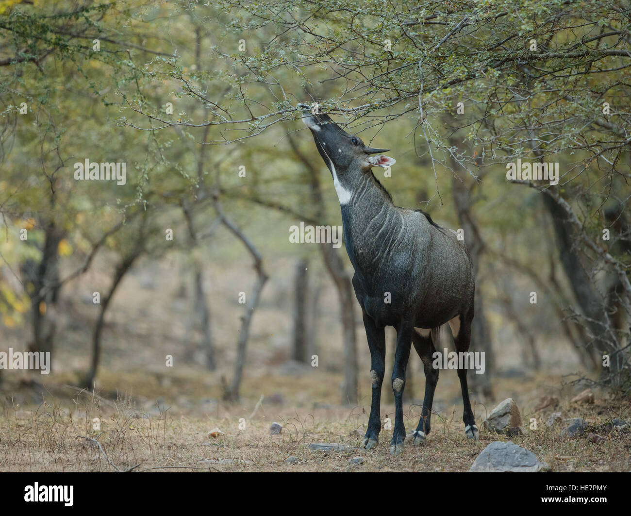 The nilgai or blue bull is the largest Asian antelope in the natural ...