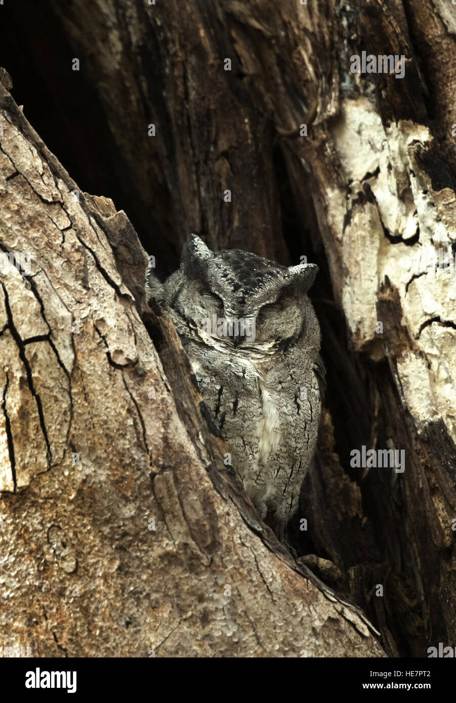 Asian owl species hi-res stock photography and images - Alamy