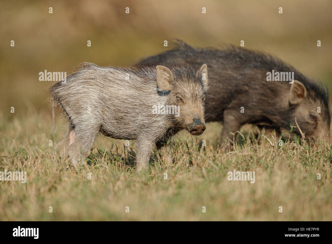 Sniffing leg hi-res stock photography and images - Alamy
