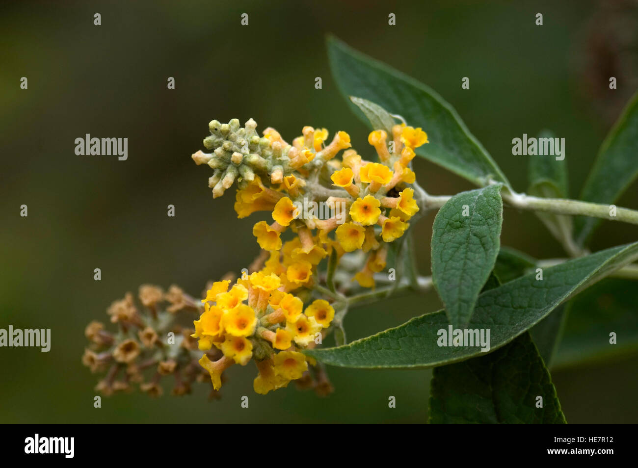 Buddleja weyeriana sungold hi-res stock photography and images - Alamy