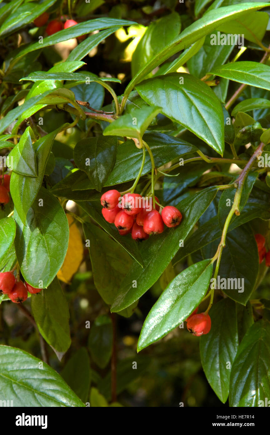 Cotoneaster leaf hi-res stock photography and images - Alamy