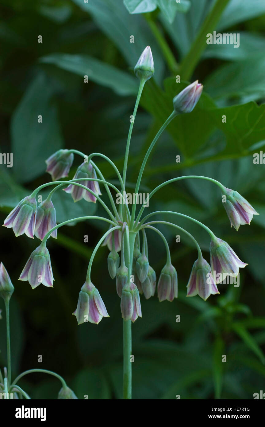 Allium bulgaricum ,NECTARSCORDUM Stock Photo - Alamy