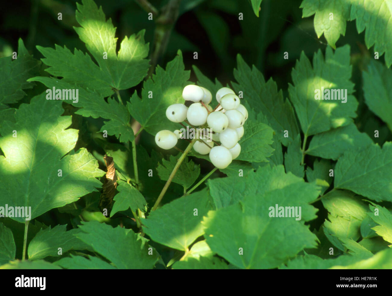 Actea ALBA White Baneberry Stock Photo - Alamy