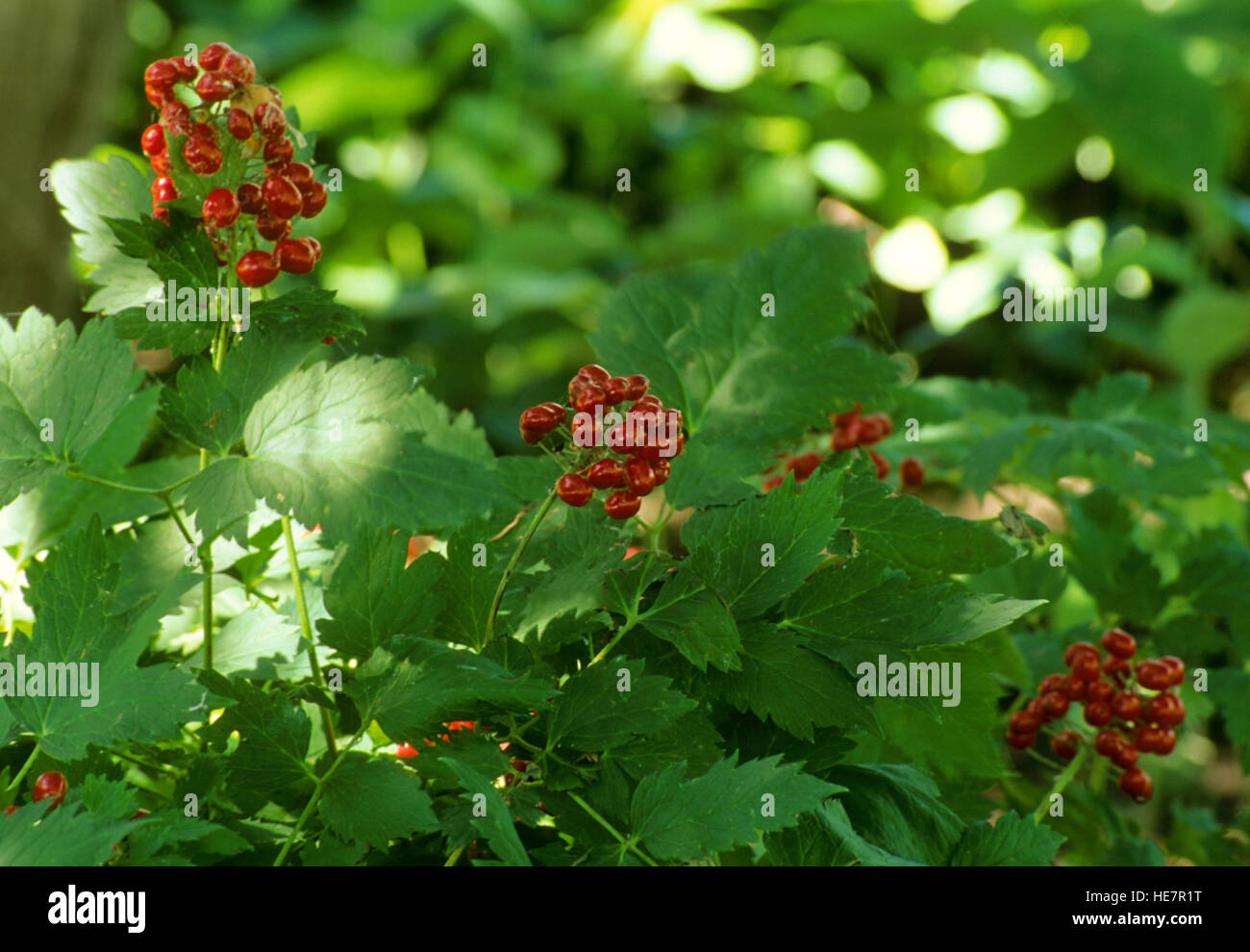 Baneberry hi-res stock photography and images - Alamy