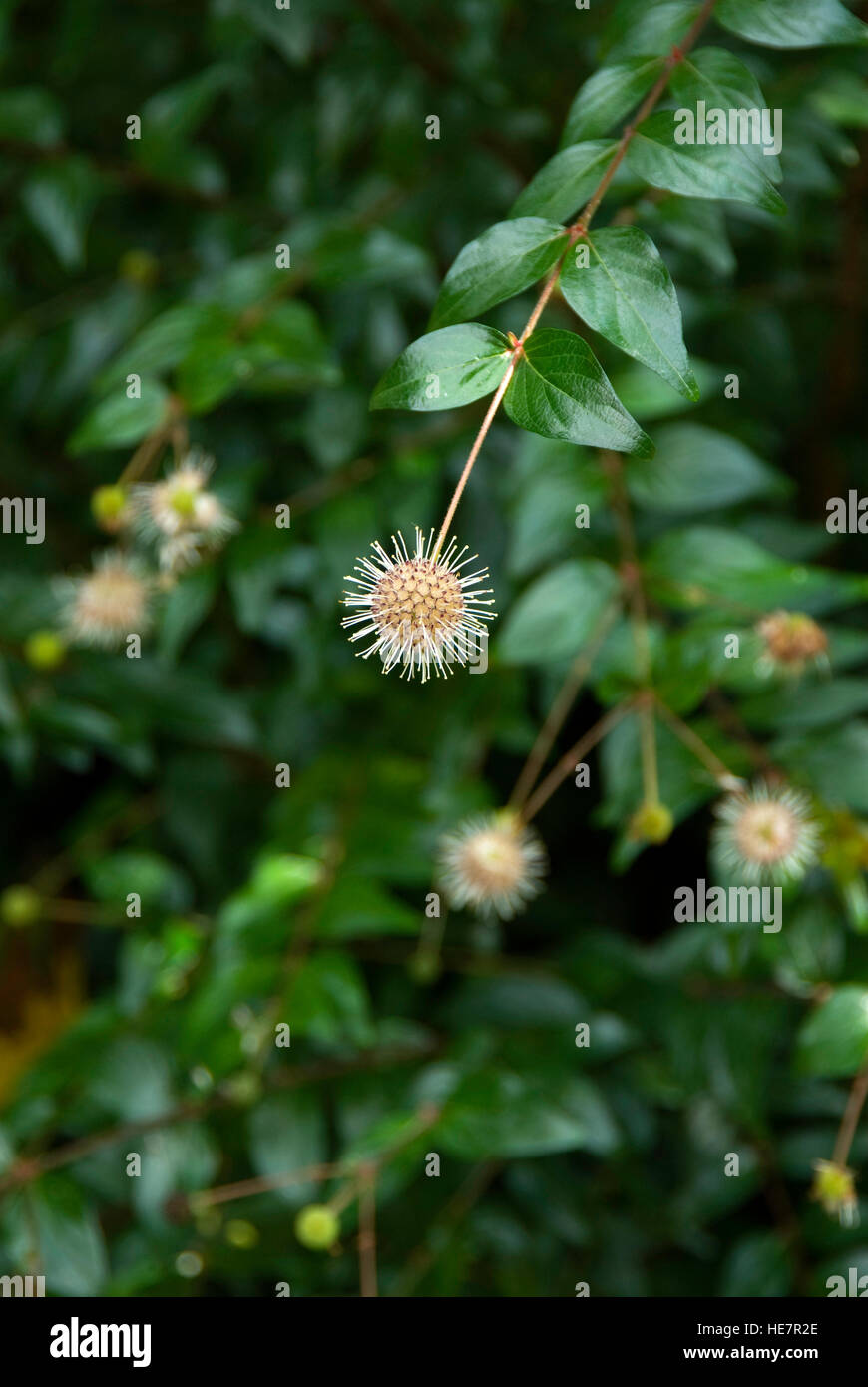Cephalanthus occidentalis Button bush Stock Photo - Alamy