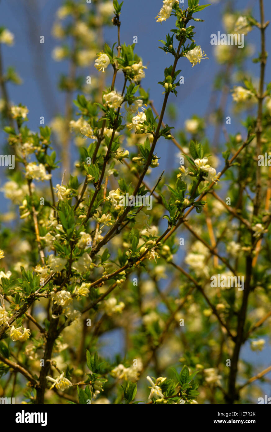 Abeliophyllum distichum - White forsythia Stock Photo - Alamy