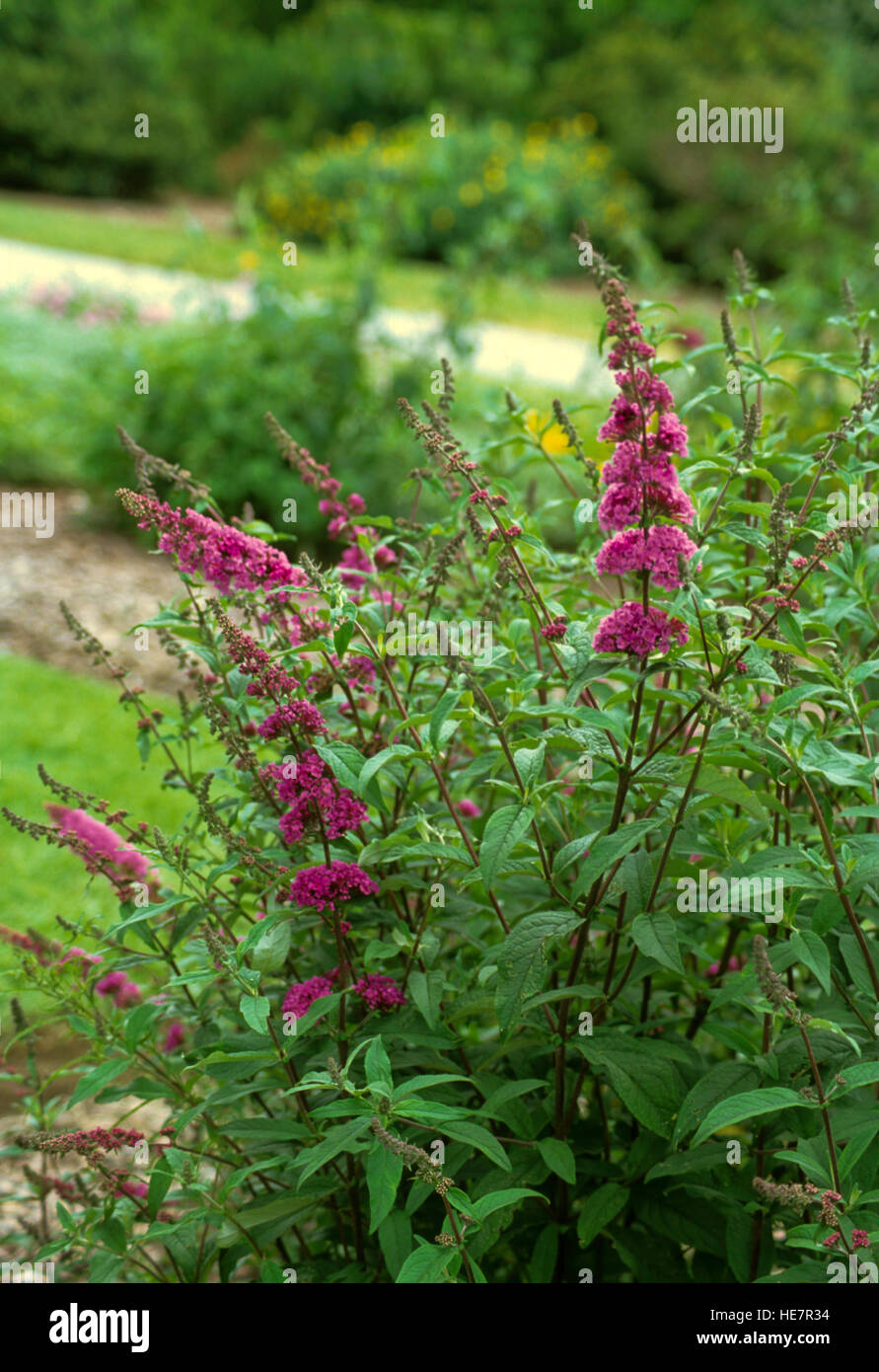 Butterfly buddleia bush hi-res stock photography and images - Alamy