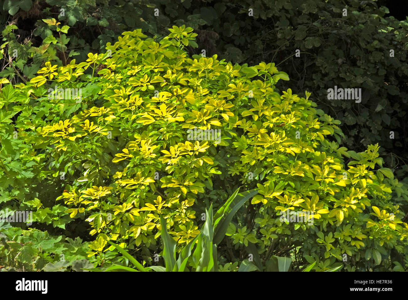 Choisya sundance hi-res stock photography and images - Alamy