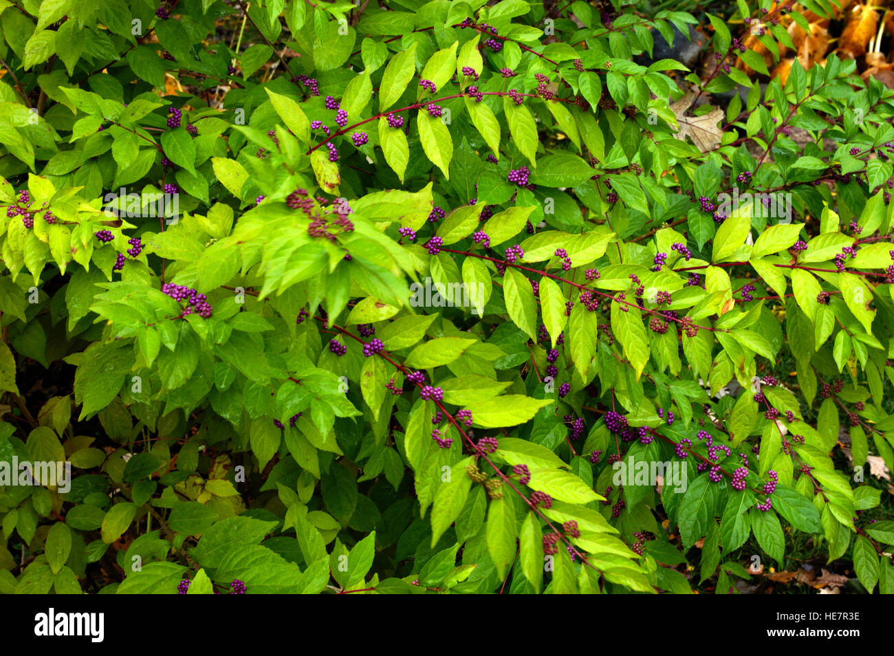 Purple berry hi-res stock photography and images - Alamy