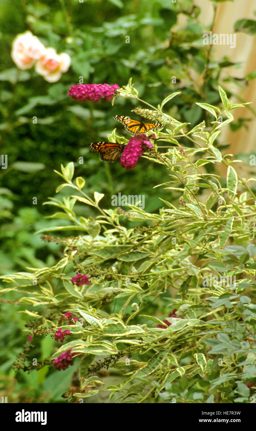 Buddleja, Harlequin, Butterfly Bush,Buddleia Stock Photo - Alamy