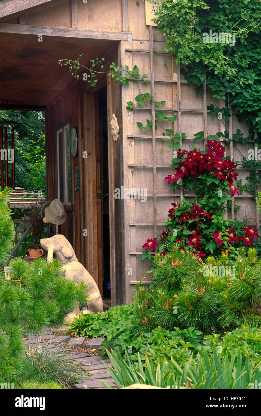 Clematis Niobe at Shed entrance , with concrete dog statue Stock Photo ...