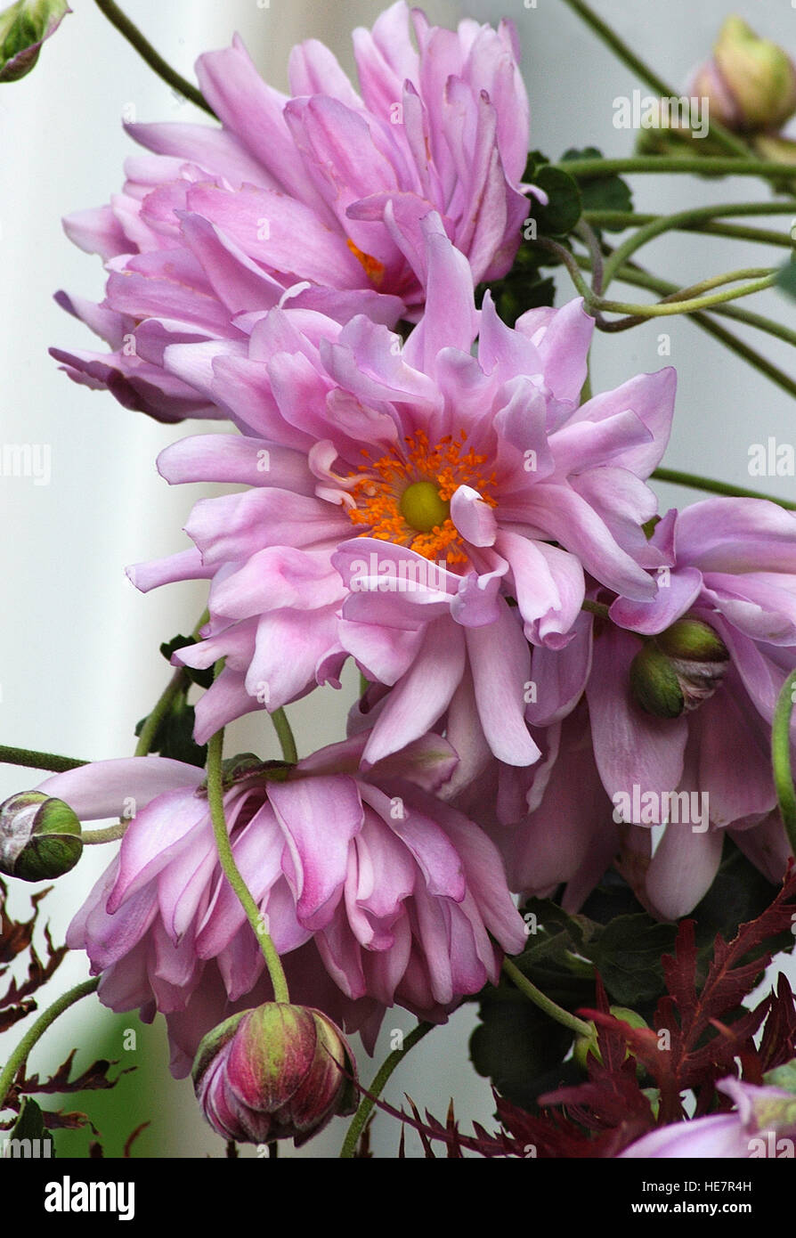 Pamina Stock Photos & Pamina Stock Images - Alamy