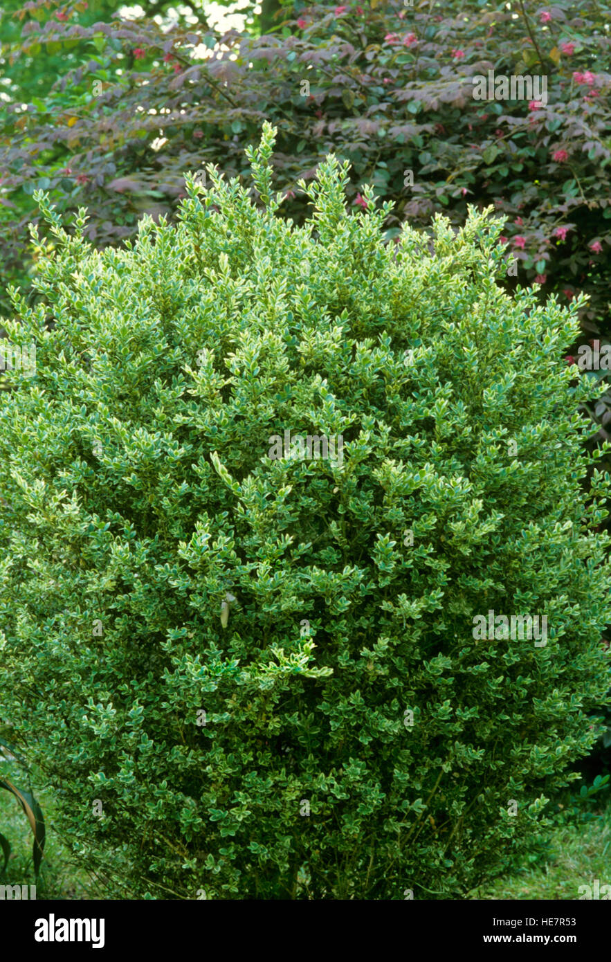 Buxus gardens hi-res stock photography and images - Alamy