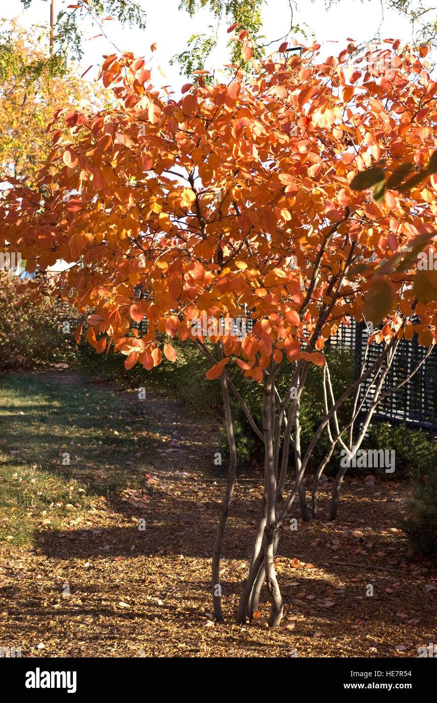 Amelanchier alnifolia, AUTUMN BRILLIANCE, fall color Stock Photo - Alamy