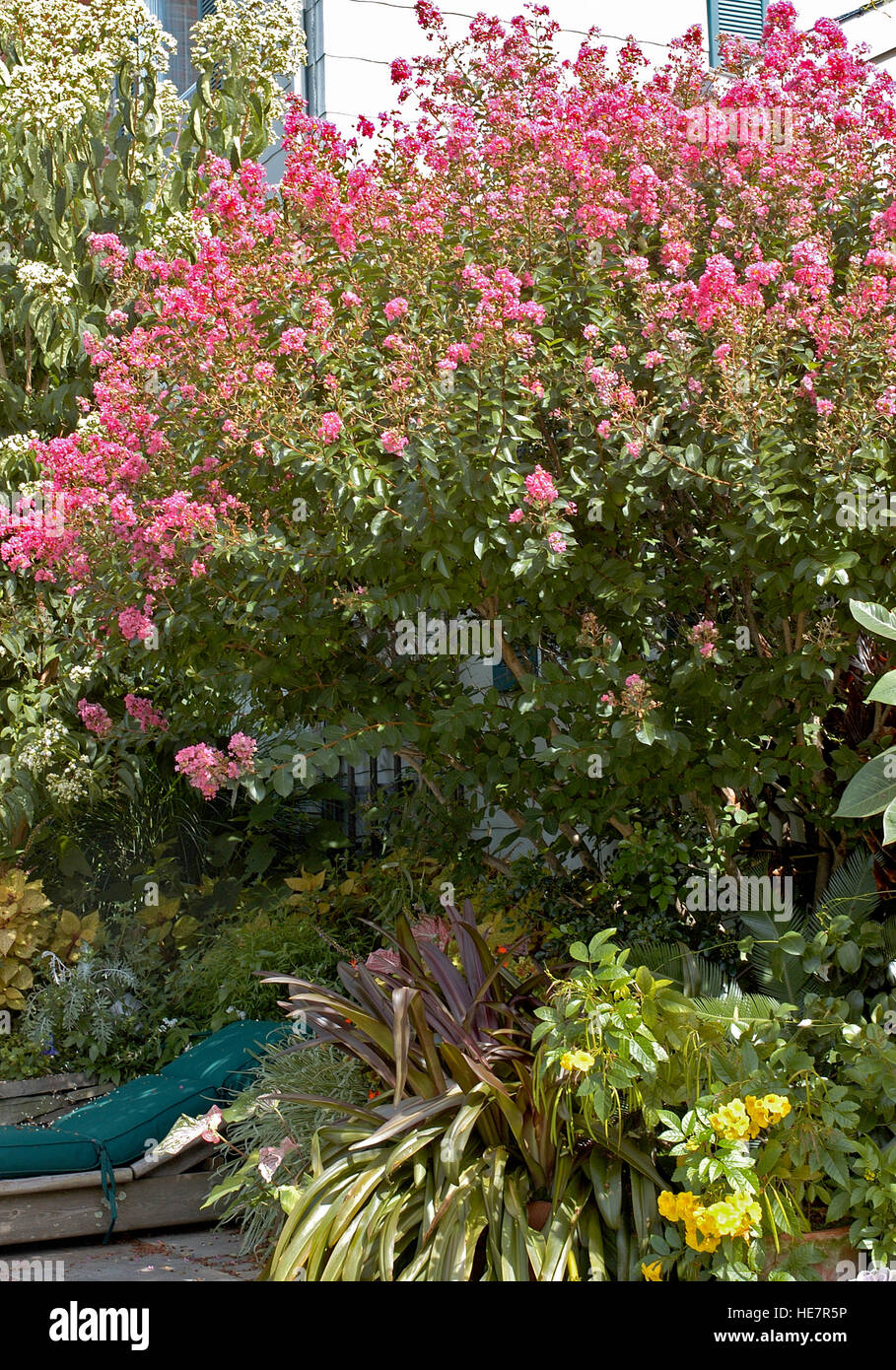 Lagerstroemia indica, pink Stock Photo - Alamy
