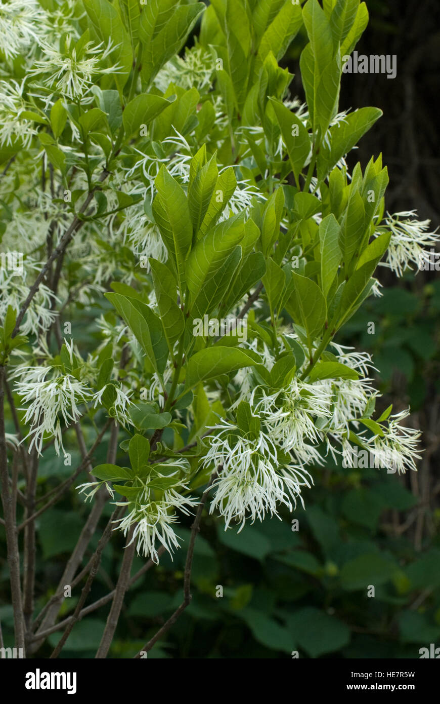 Chionanthus virginicus, Fringe tree, blooming, flowerscape Stock Photo ...