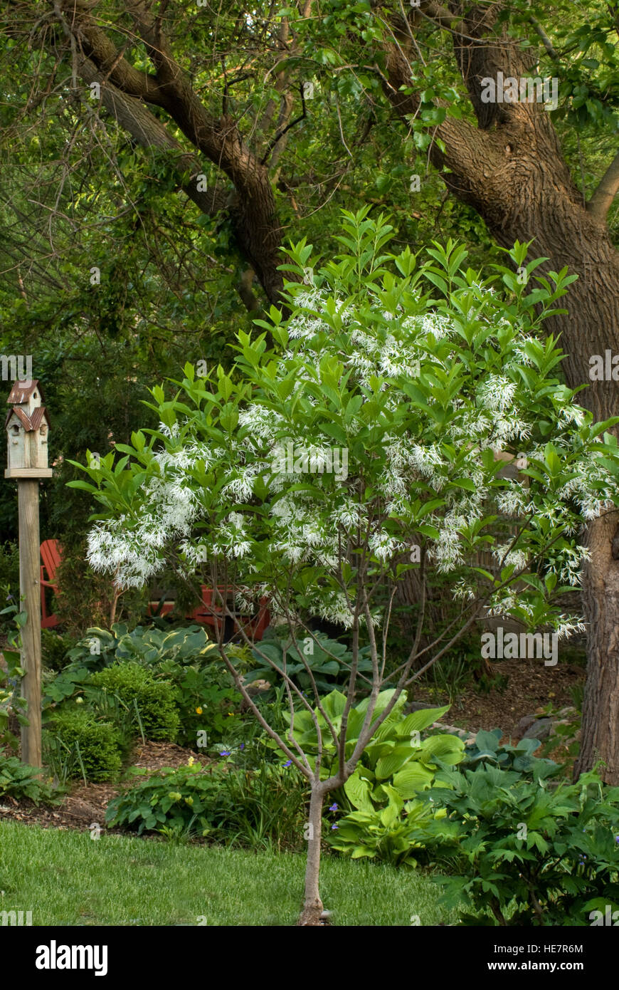 Chionanthus virginicus, Fringe tree, blooming, flowerscape Stock Photo ...