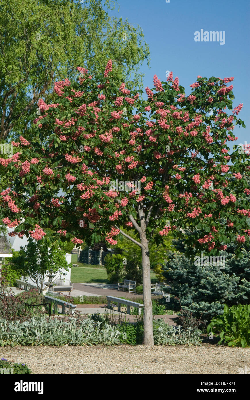 Aesculus x hi-res stock photography and images - Alamy