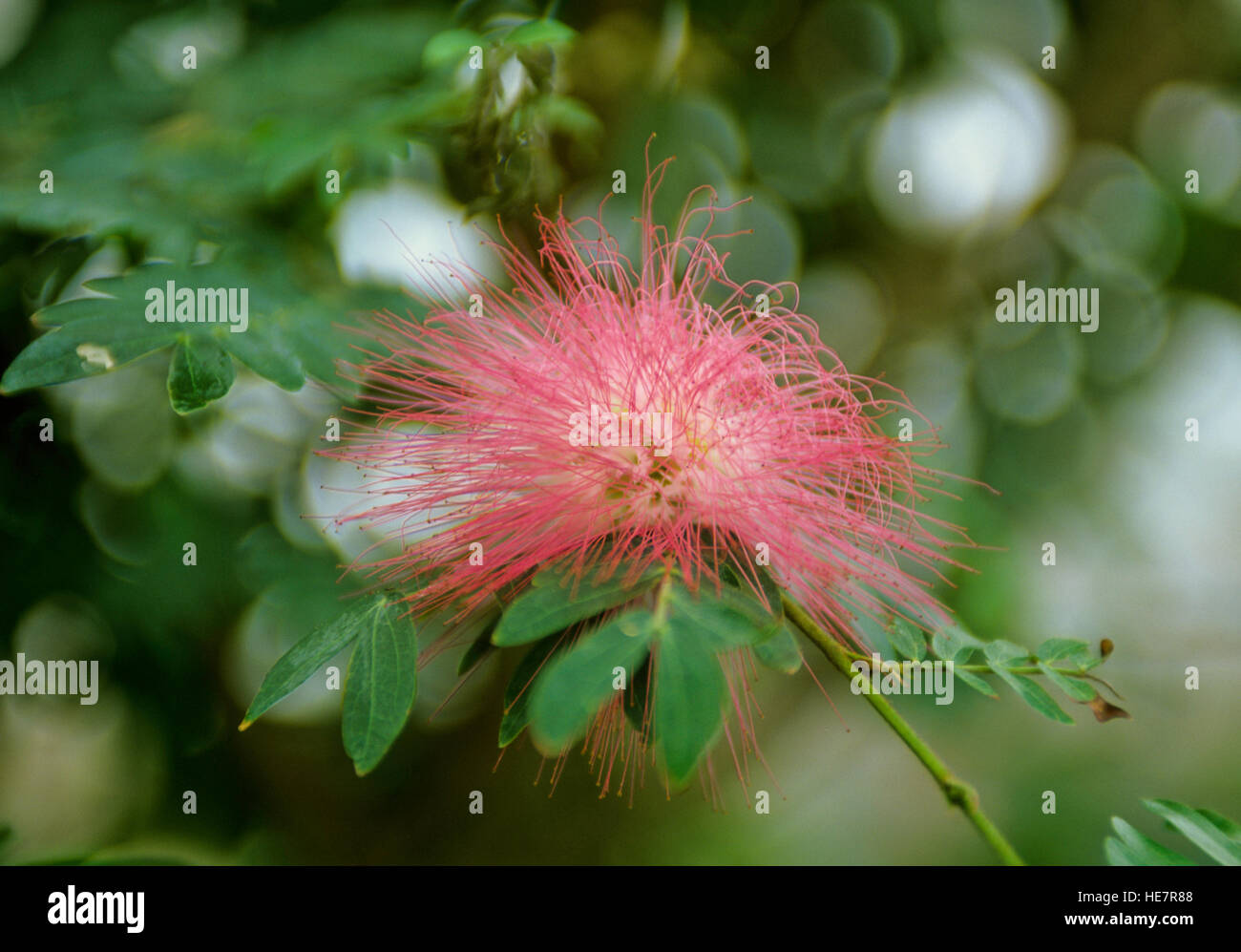 Calliandra Eriophylla Leaves