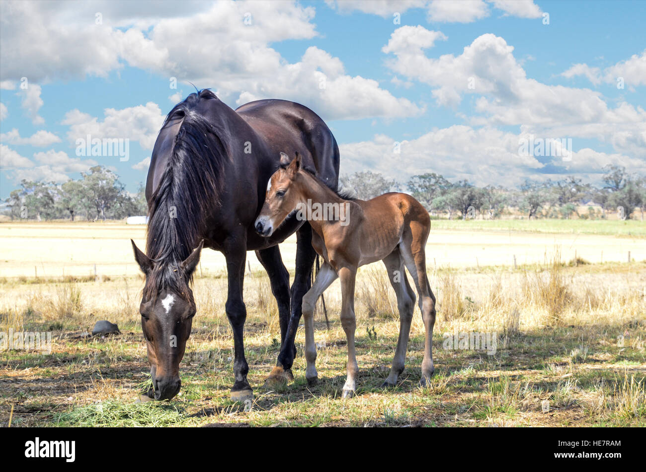 Mare with foal hi-res stock photography and images - Alamy