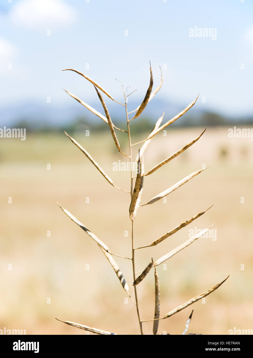 Pods canola hi-res stock photography and images - Alamy
