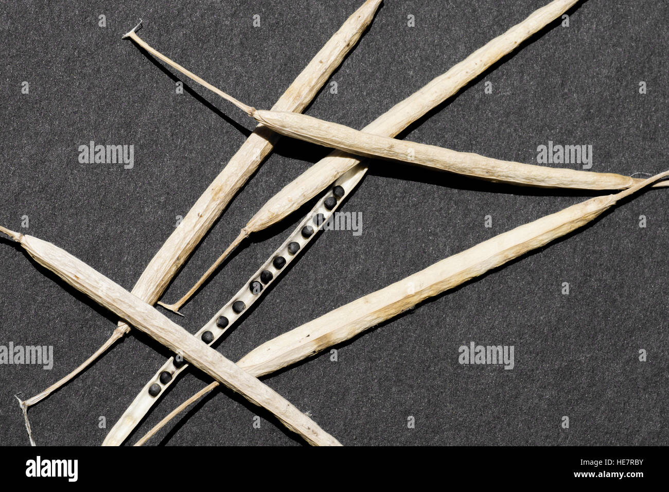 Ripe Seed Pods of Canola, one of them opened to reveal the seeds Stock ...