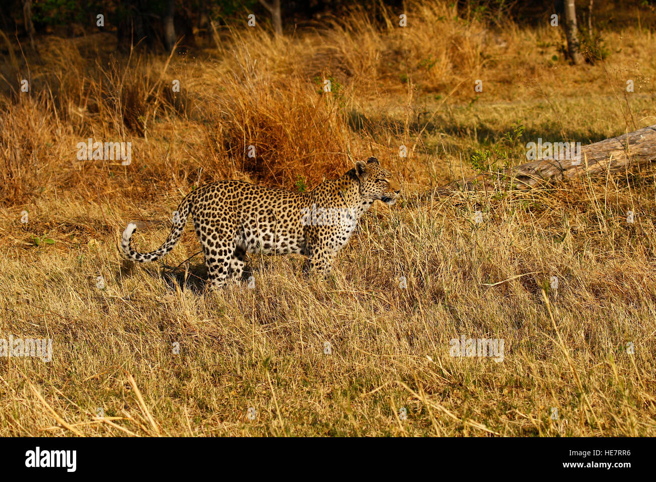 Leopard Mother & her sub adult male cub have an impala kill nearby in ...
