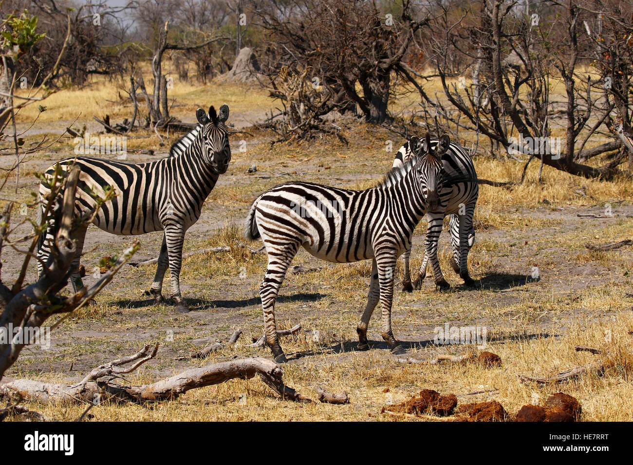 Zebras Predators