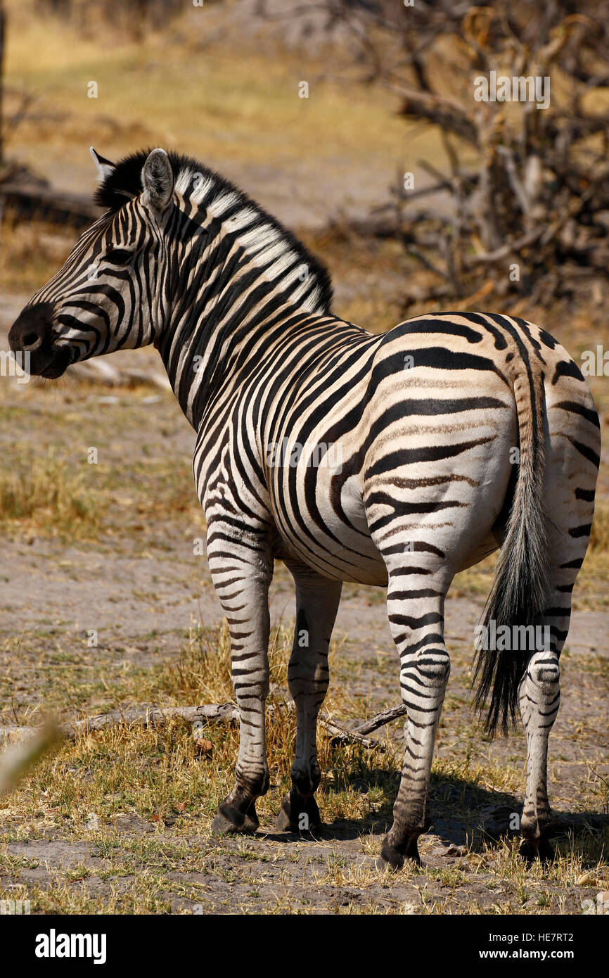 Burchell's Zebra are fair game for the predators of Africa in the bush ...