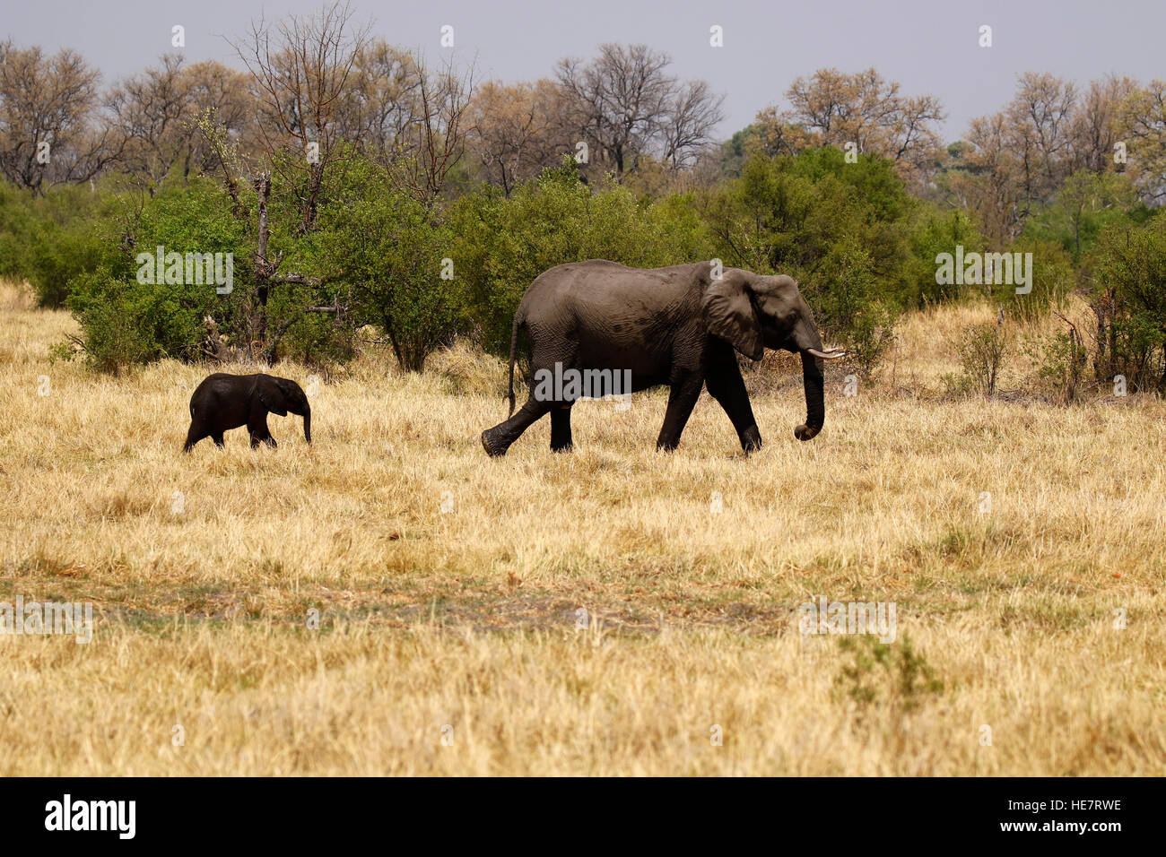 Matriarch African elephant with her cute baby & the rest of the herd in ...