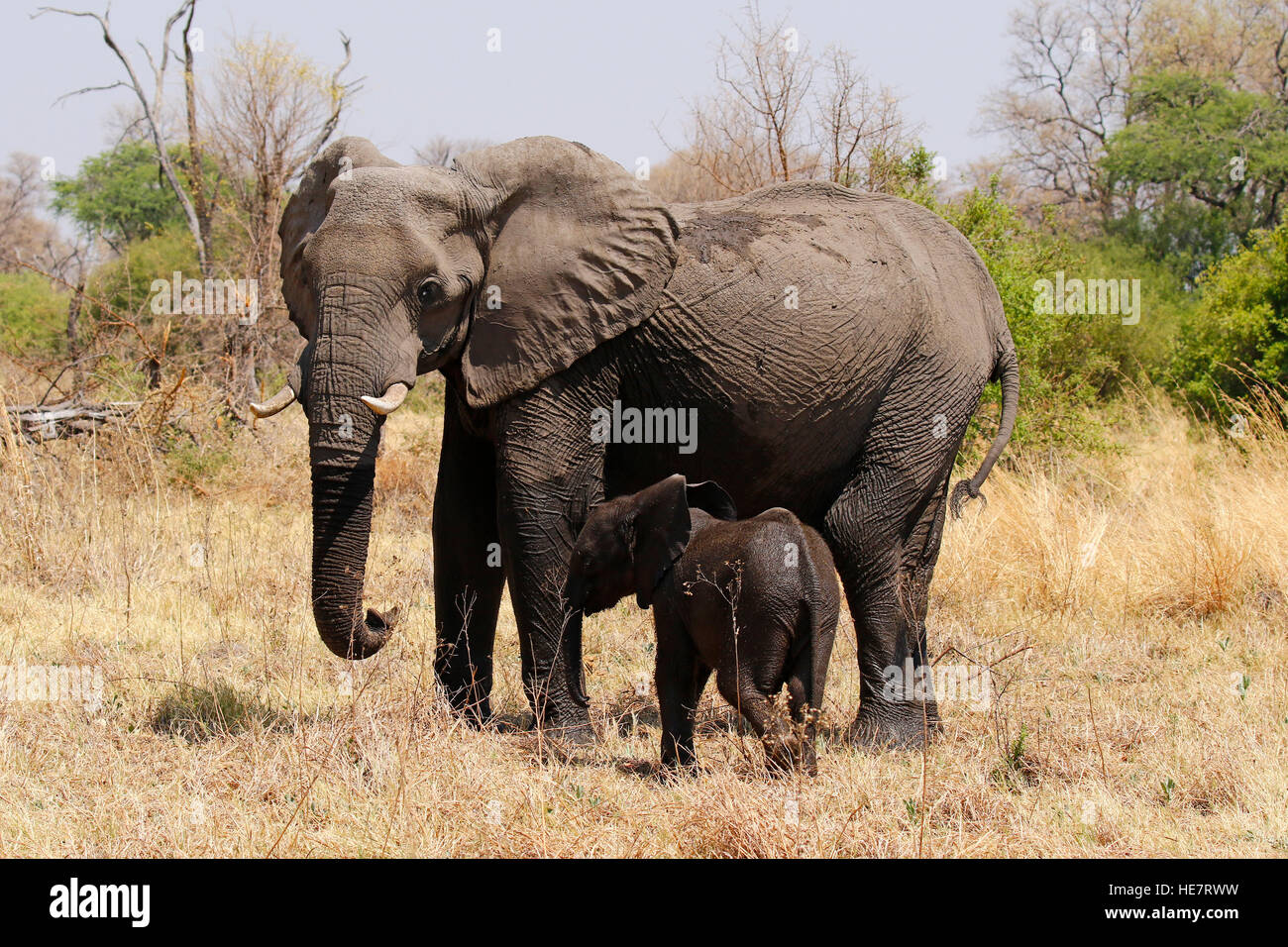 Matriarch African elephant with her cute baby & the rest of the herd in ...