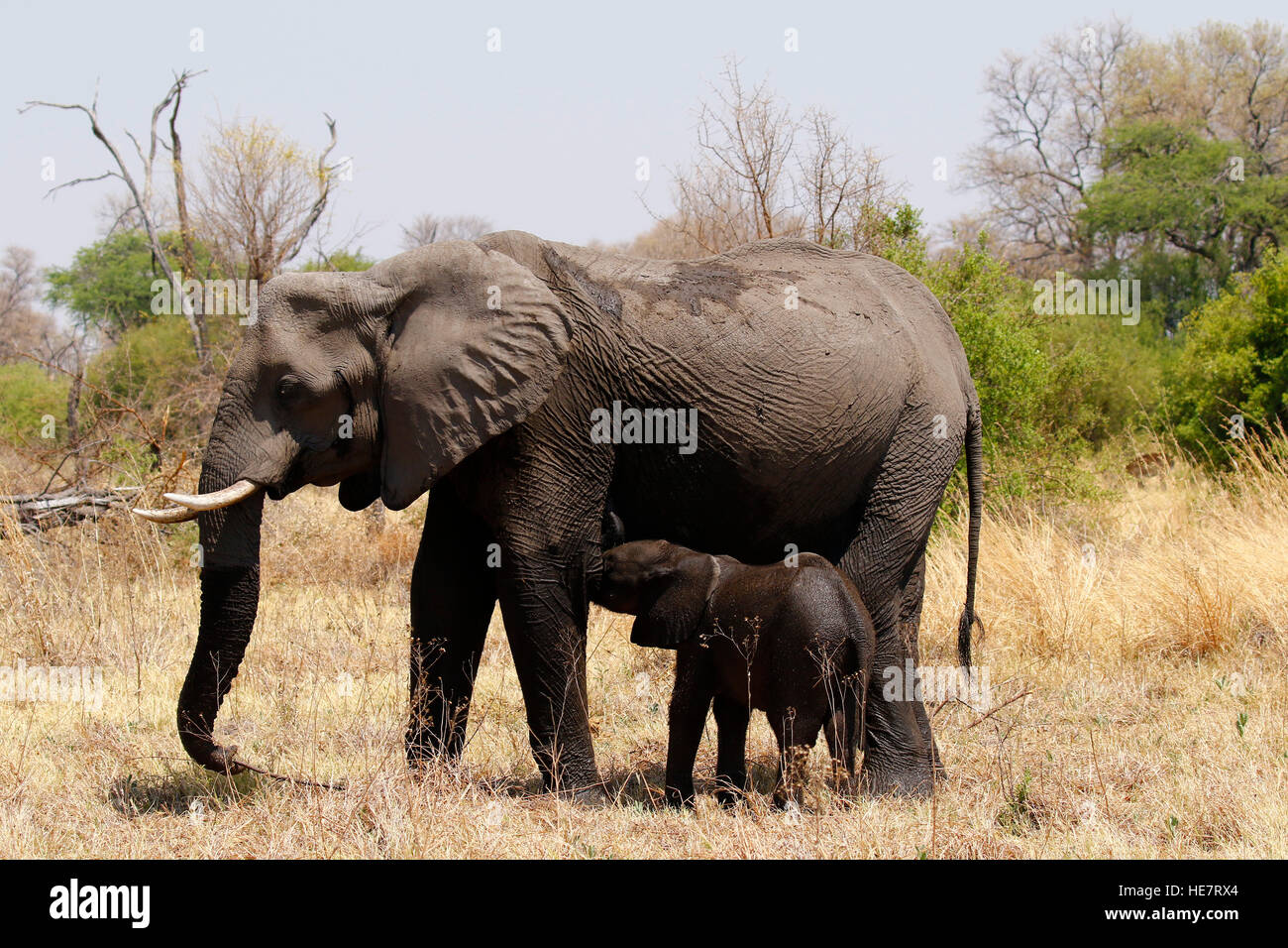 Matriarch African elephant with her cute baby & the rest of the herd in ...