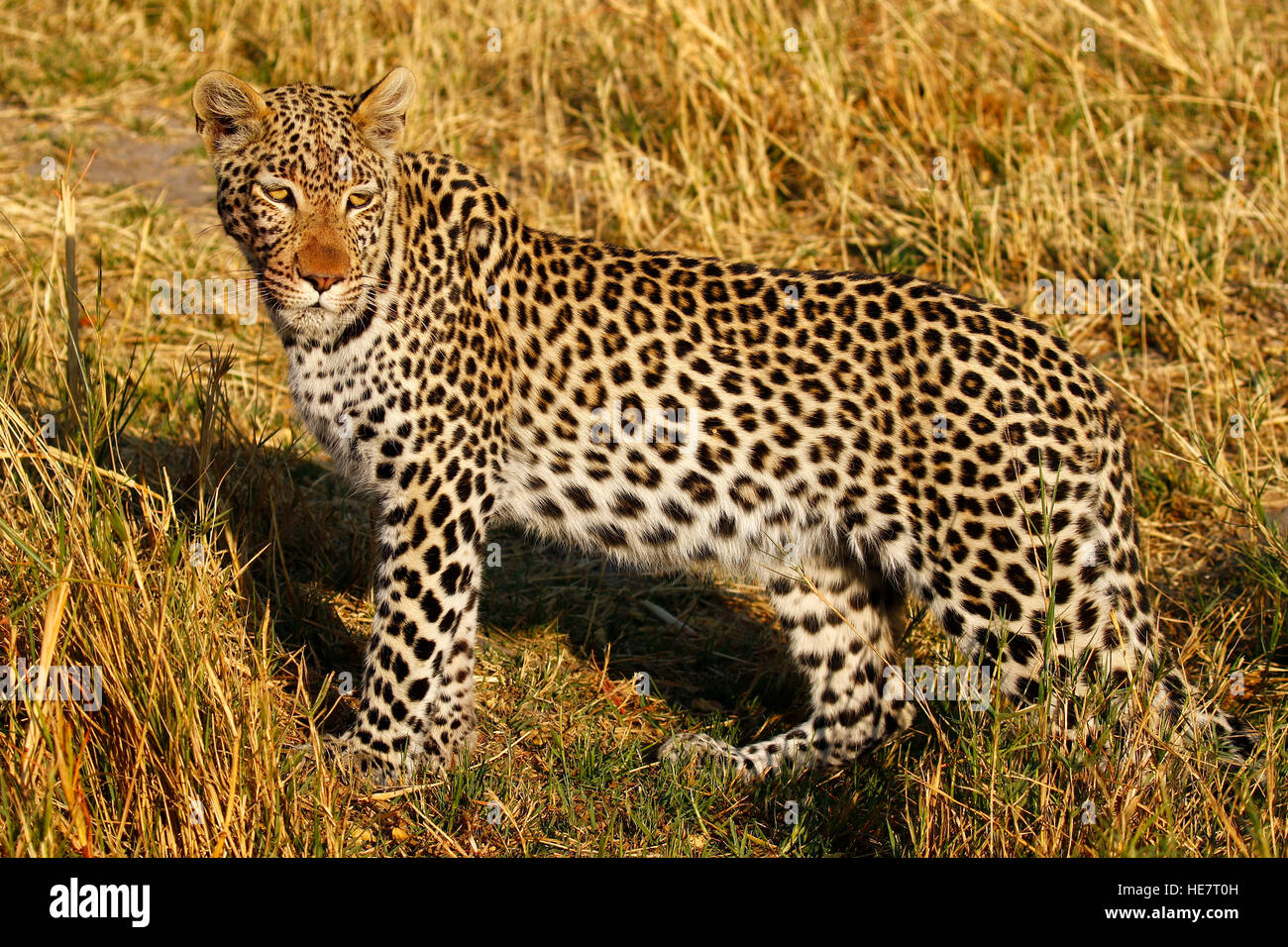 Shrewdest hi-res stock photography and images - Alamy