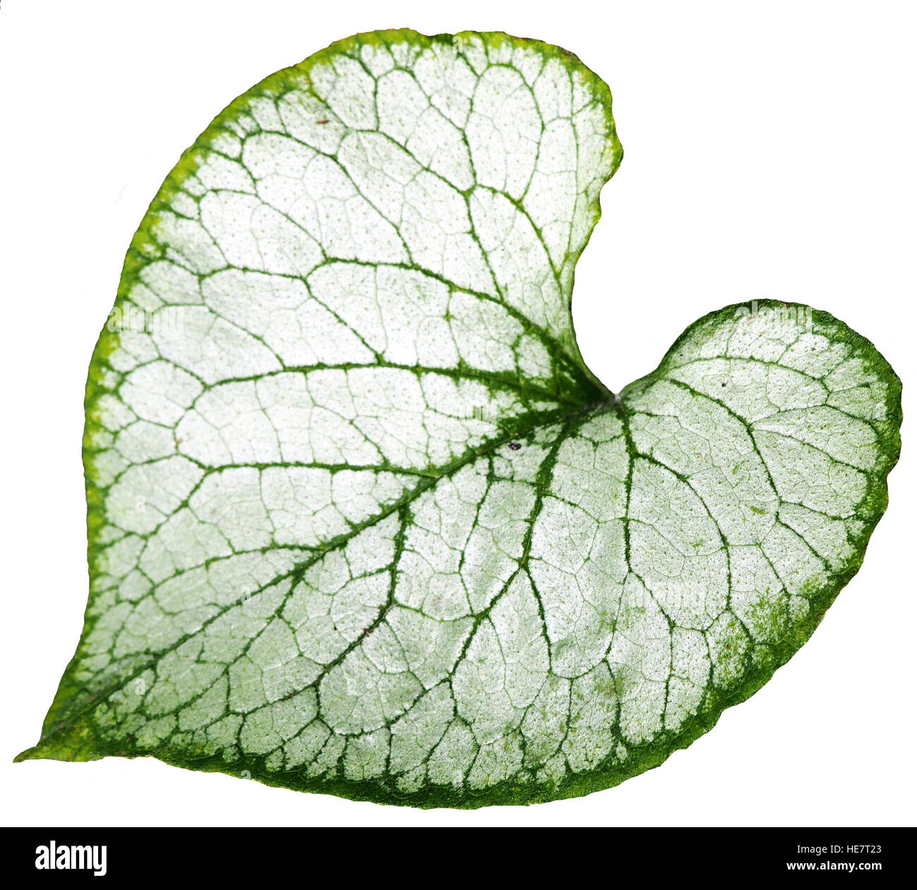 Brunnera macrophylla 'Looking Glass' silver and green leaf, Siberian ...