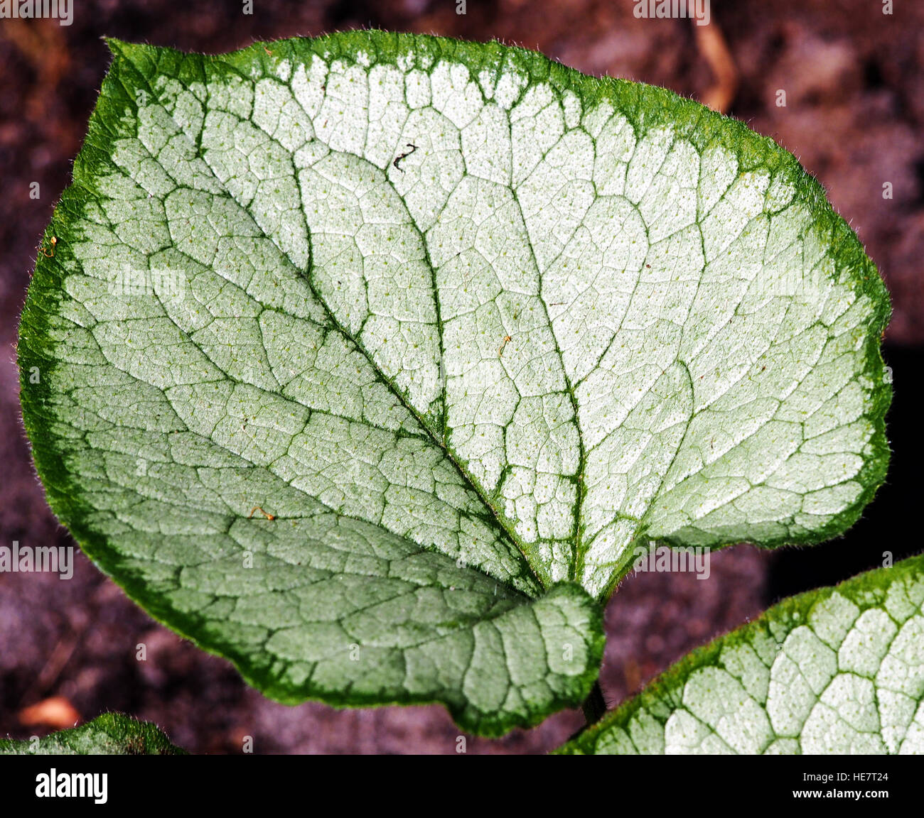 Brunnera macrophylla 'Looking Glass' silver and green leaf, Siberian ...
