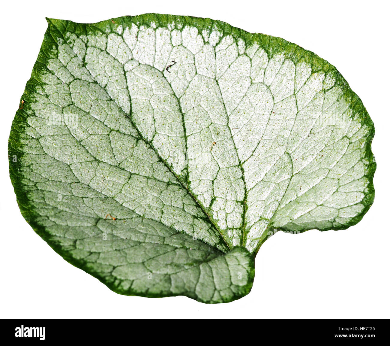 Brunnera macrophylla 'Looking Glass' silver and green leaf, Siberian ...