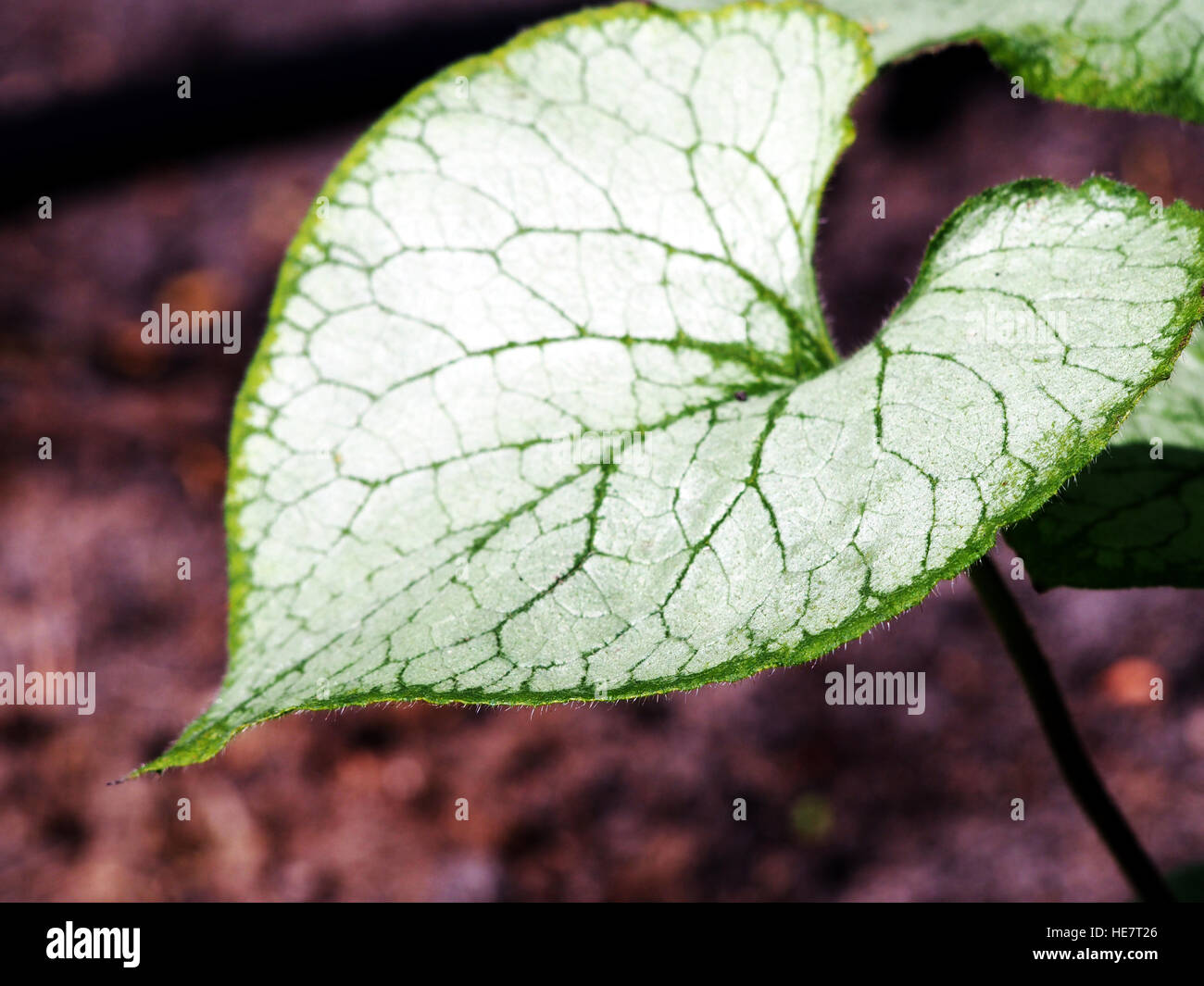 Brunnera macrophylla 'Looking Glass' silver and green leaf, Siberian ...