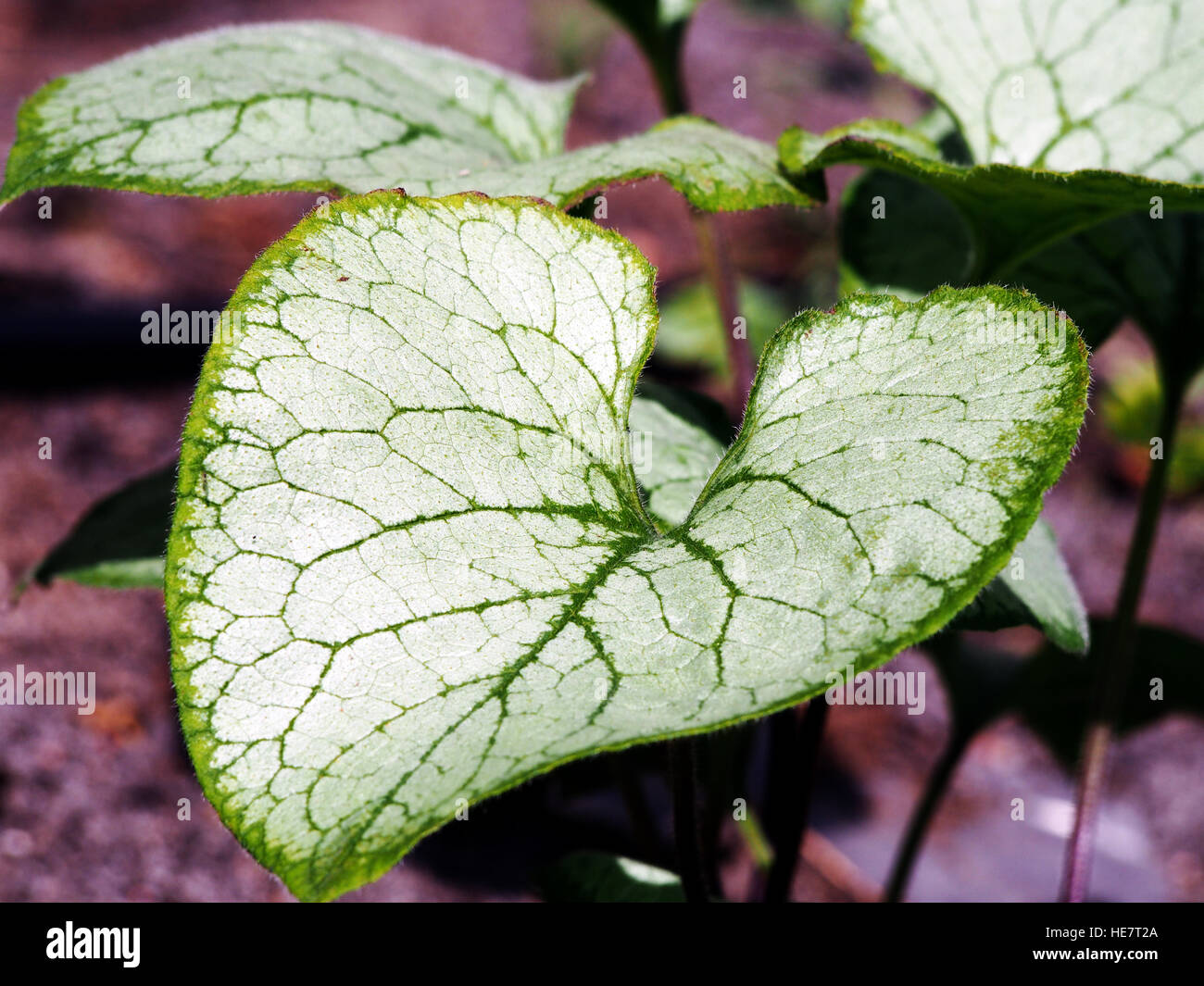 Brunnera macrophylla 'Looking Glass' silver and green leaf, Siberian ...