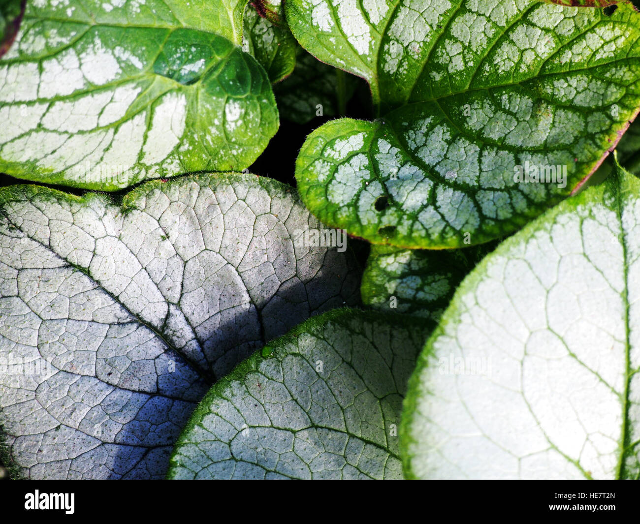 Brunnera macrophylla 'Looking Glass' silver and green leaf, Siberian ...