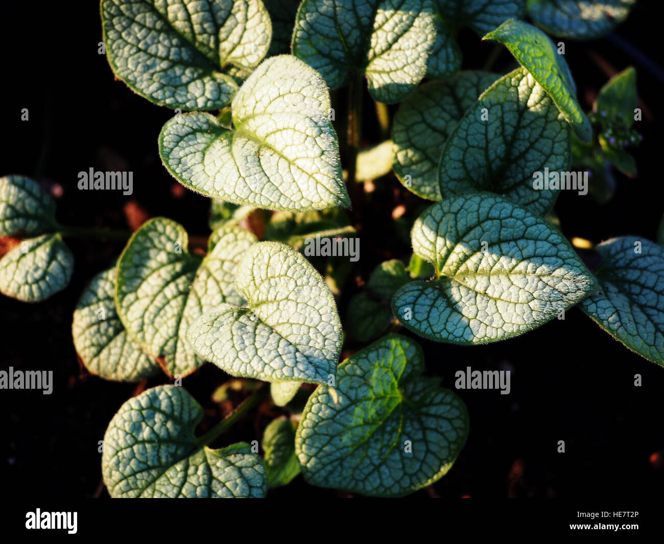Brunnera macrophylla 'Looking Glass' silver and green leaf, Siberian ...