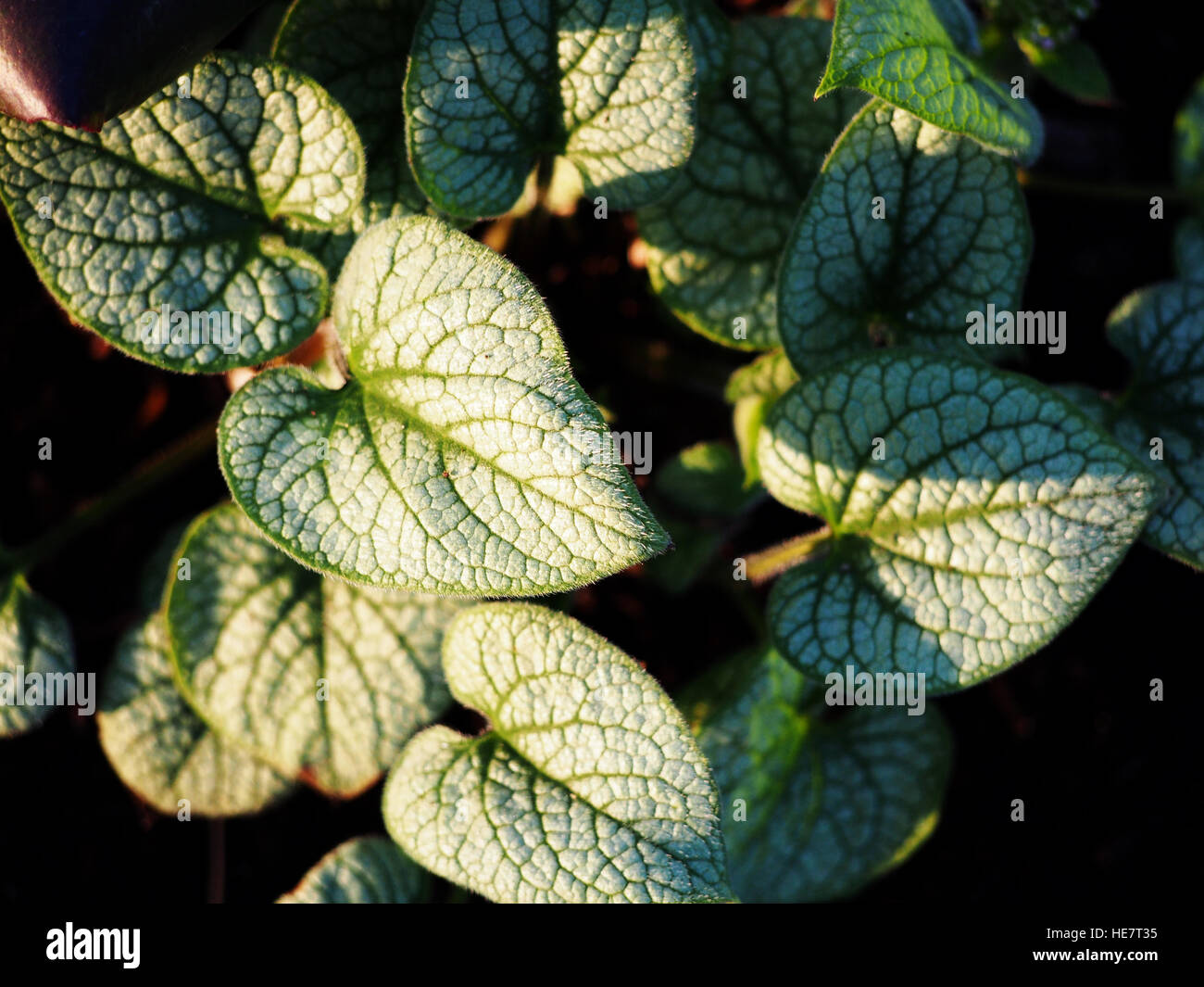 Brunnera macrophylla 'Looking Glass' silver and green leaf, Siberian ...