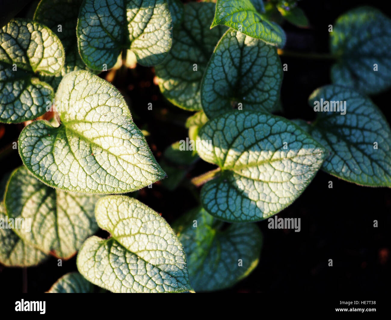 Brunnera macrophylla 'Looking Glass' silver and green leaf, Siberian ...