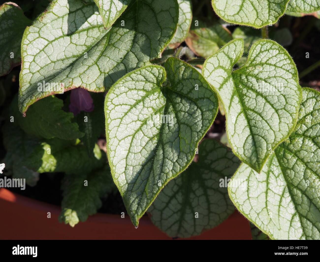 Brunnera macrophylla 'Looking Glass' silver and green leaf, Siberian ...