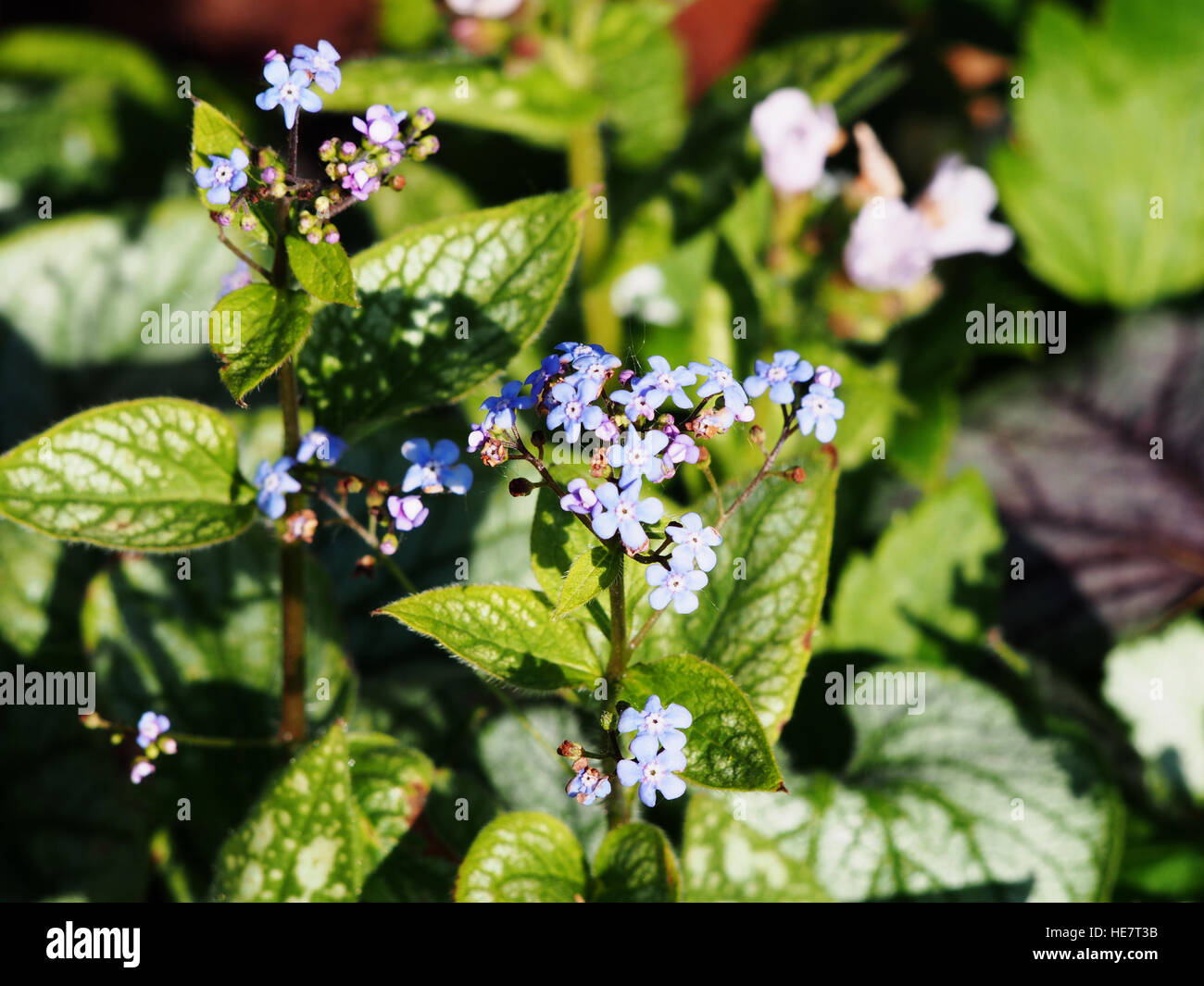 Brunnera macrophylla 'Jack Frost' - Siberian Bugloss Stock Photo - Alamy