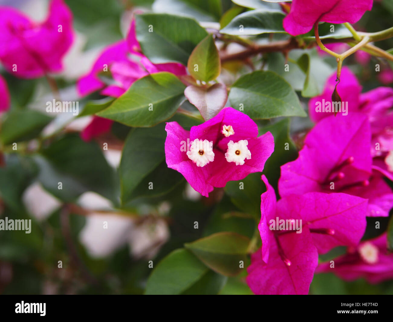 Beautiful bougainvillea shrub pink hi-res stock photography and images ...