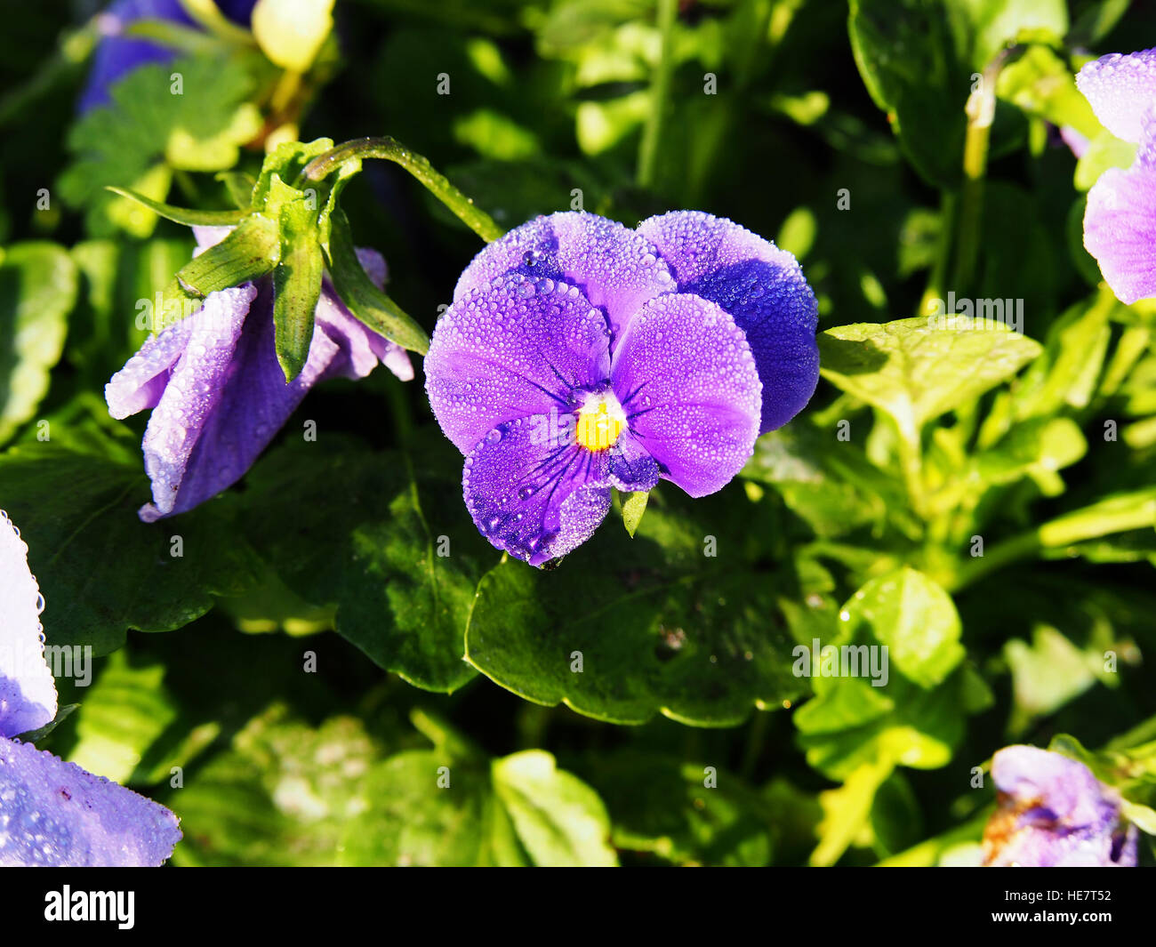 Viola tricolor var. hortensis hi-res stock photography and images - Alamy