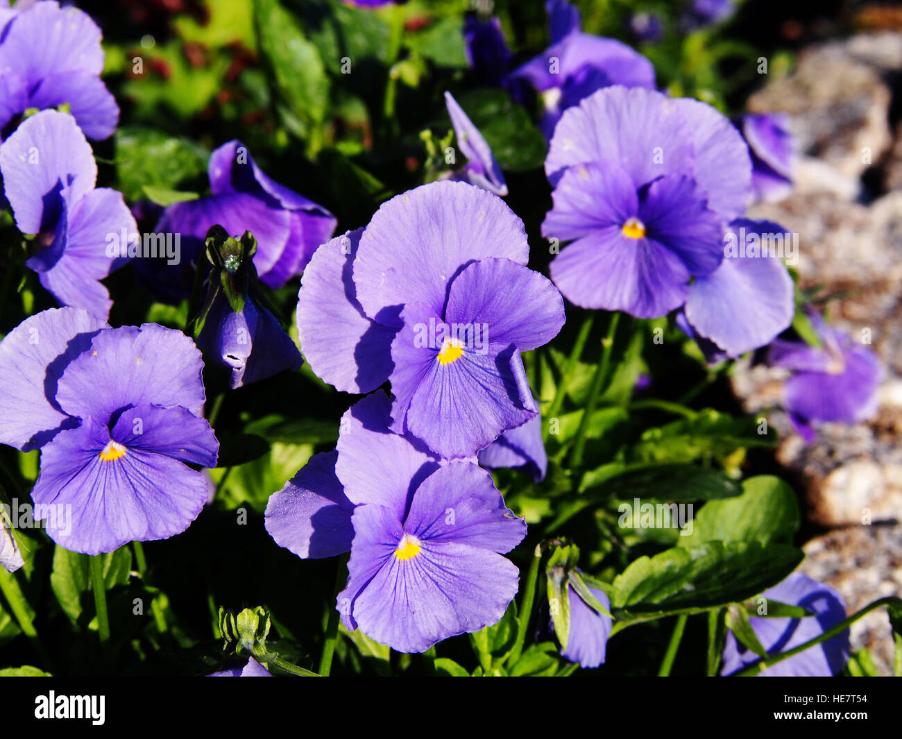 Blue Pansy Flower Scientific Name